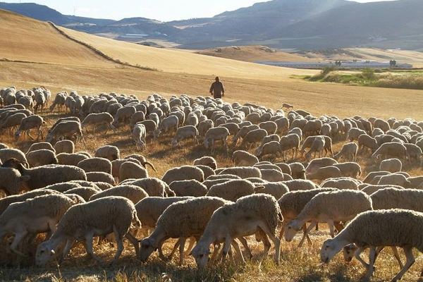 Andalucía bonifica el pastoreo extensivo para prevenir incendios ...
